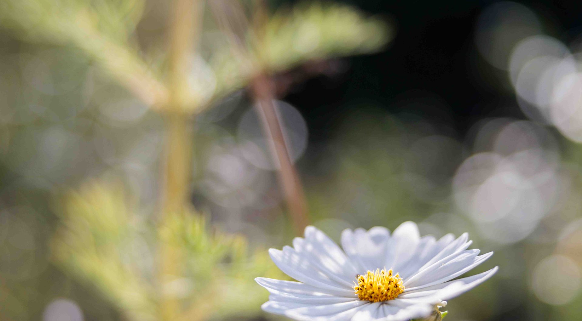 Bootle street’s new community garden blooms - OneVision