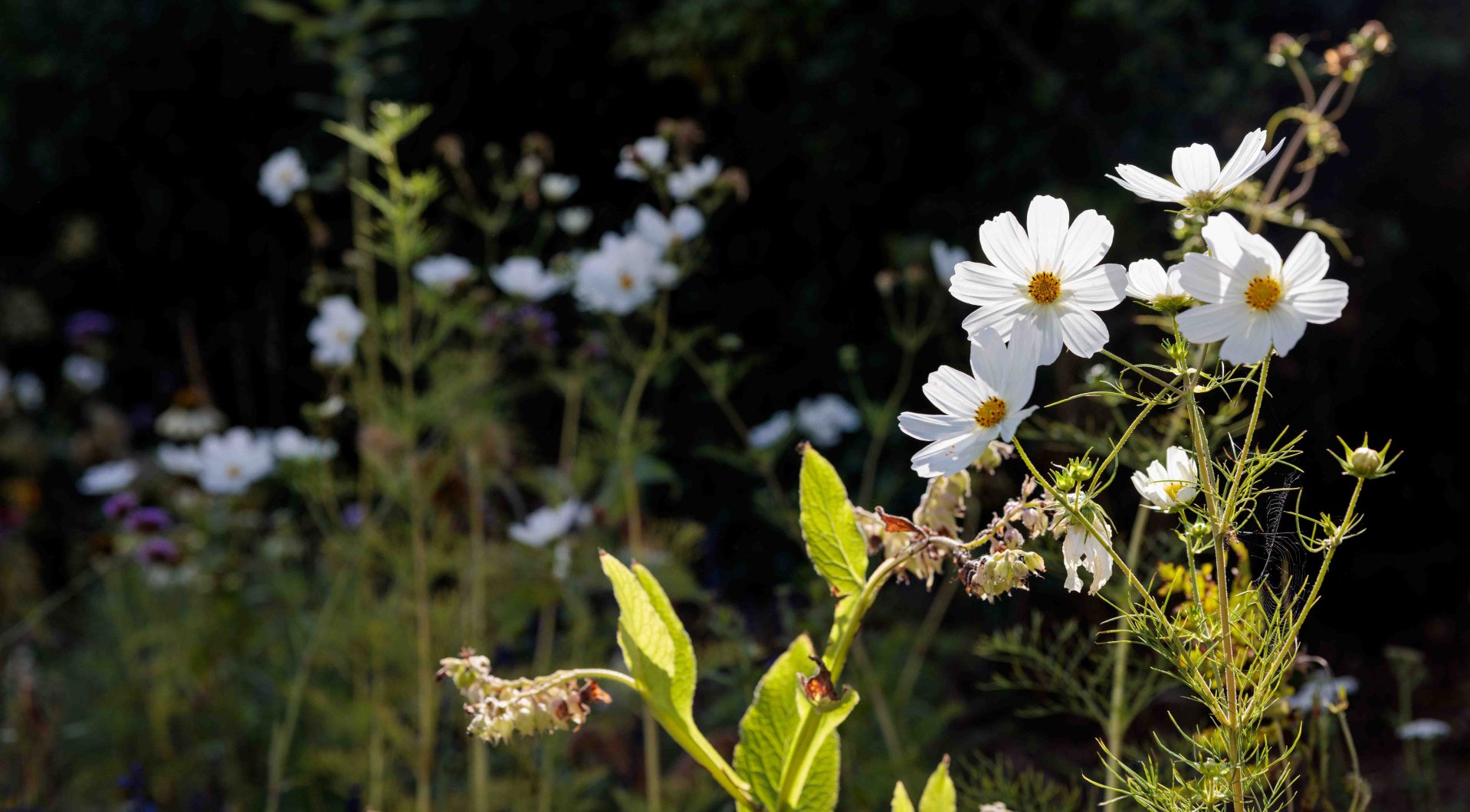 Bootle street’s new community garden blooms - OneVision